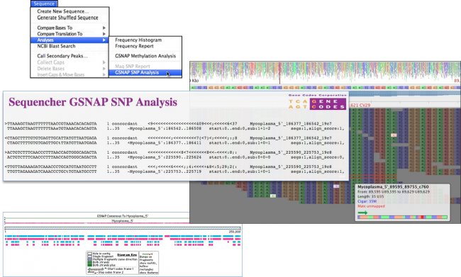 SNP Analysis | Gene Codes